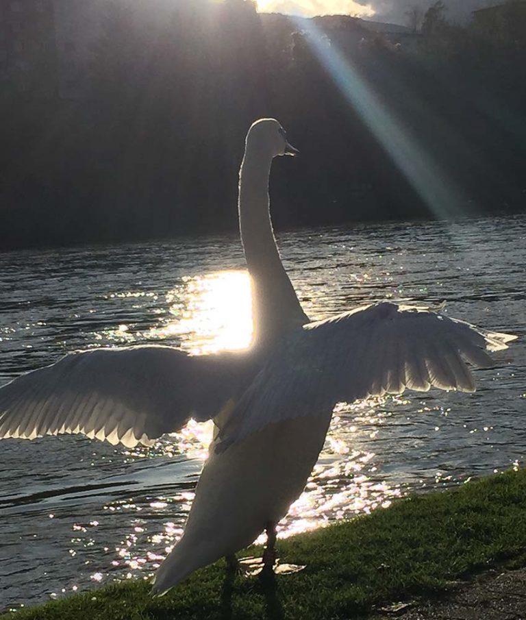 labod-4 – Mea Valens